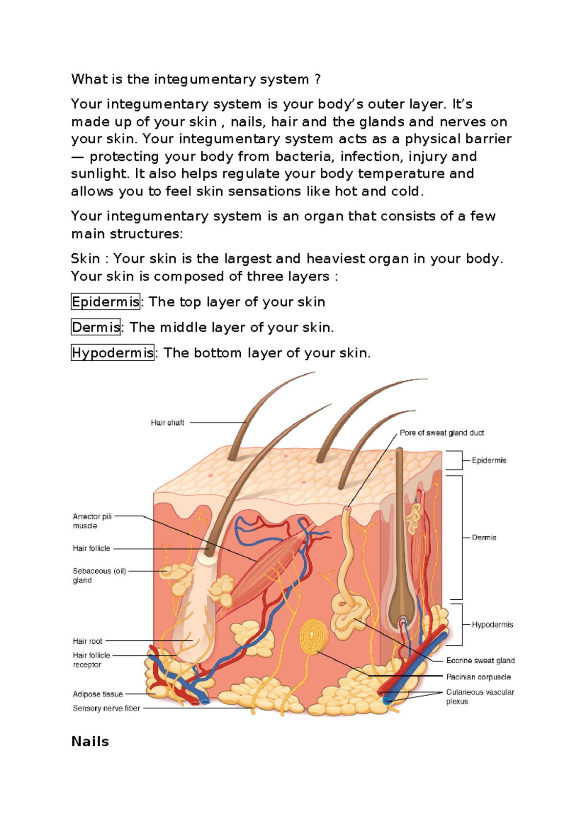 What is the integumentary system - It’s made up of your skin , nails ...