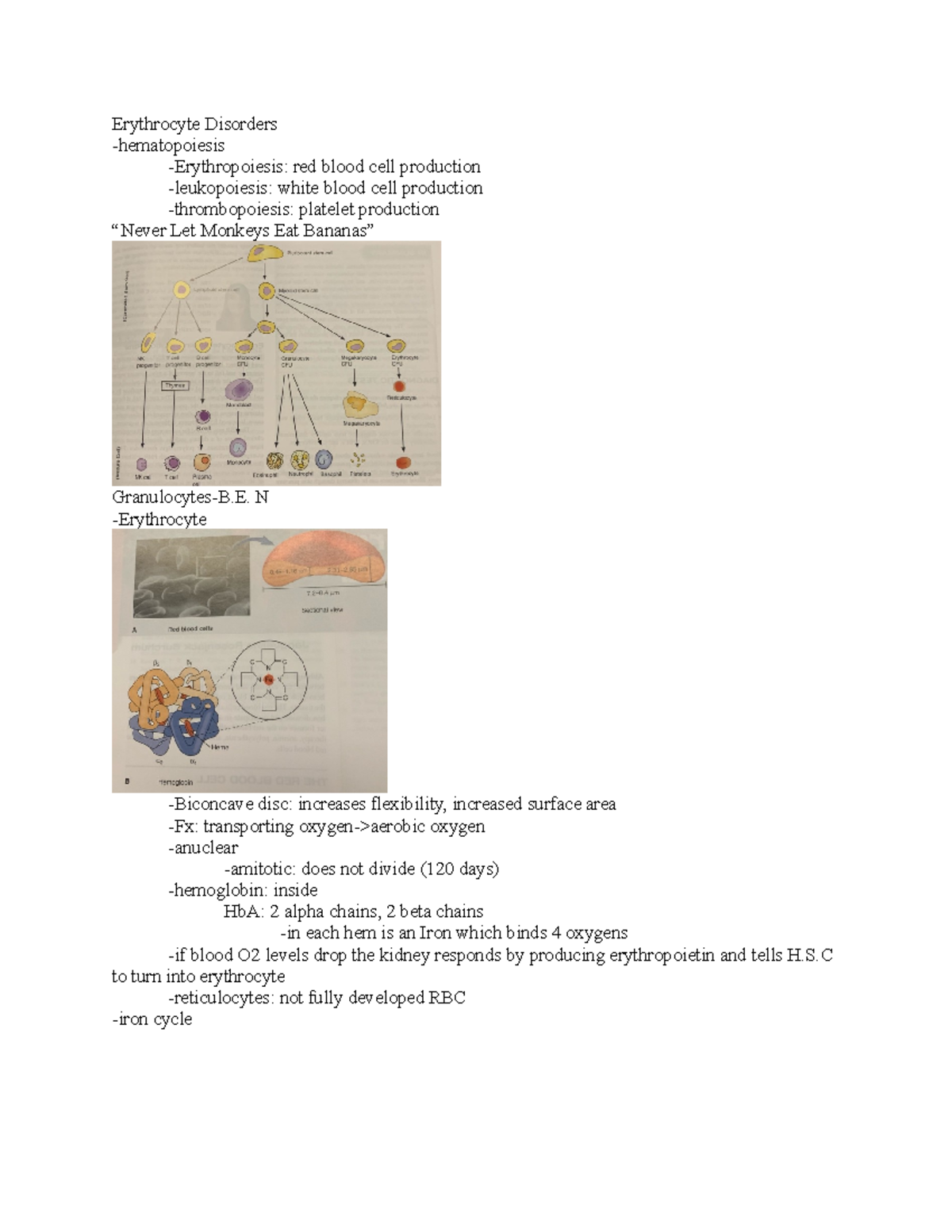 Erythrocyte Disorders - Erythrocyte Disorders -hematopoiesis ...