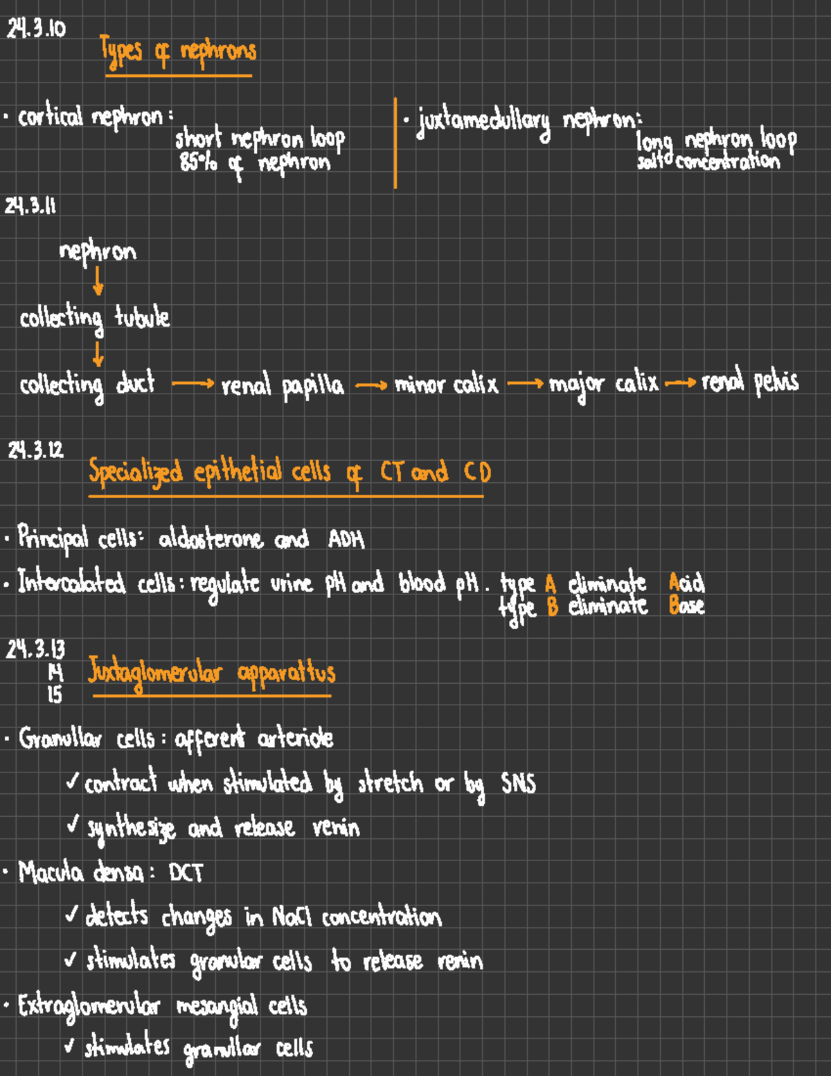 Chapter 24 - Urinary System - 24. Types of nephrons cortical nephron ...