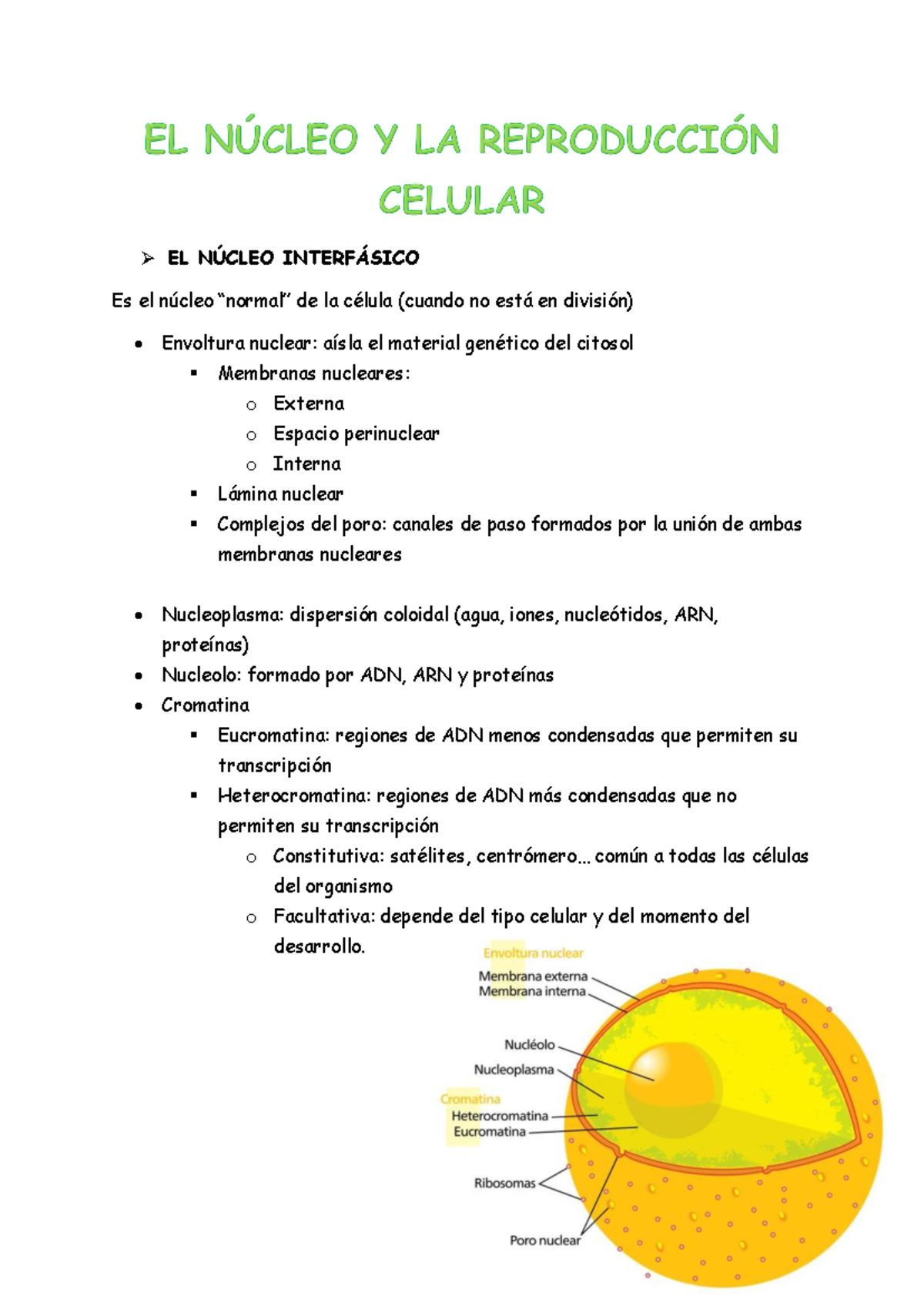 EL Nucleo Y LA Reproduccion Celular - EL NÚCLEO INTERFÁSICO Es el ...