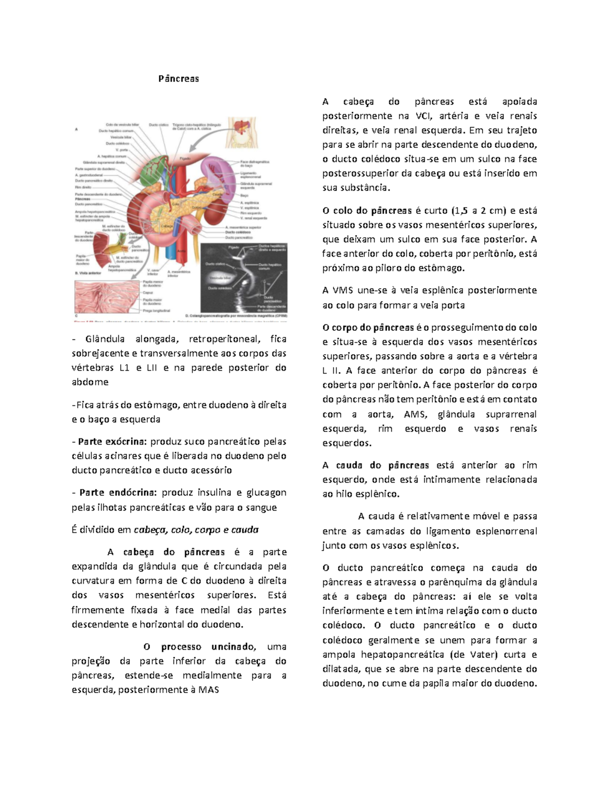 Pâncreas - Resumo anatomia e histologia - P‚ncreas Gl‚ndula alongada ...