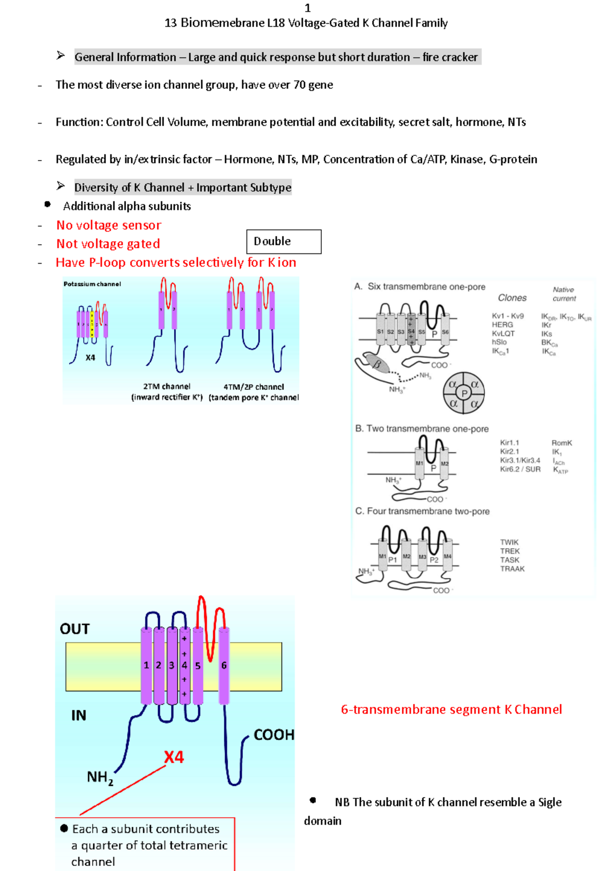 13 L18 Volteage-Gated K Channel Family - Primary Sequence is homologous ...