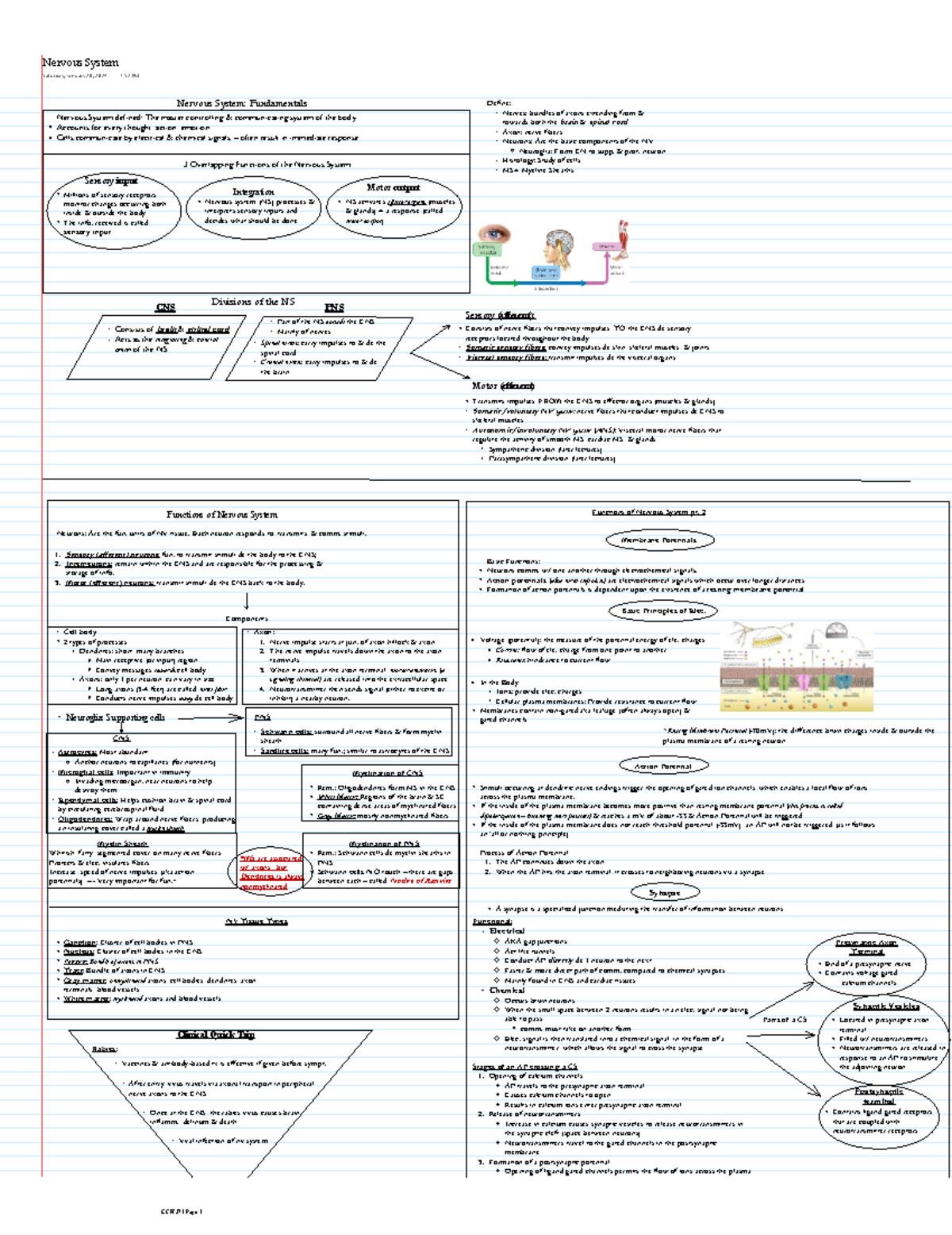 Nervous System- Part 2 of Anatomy and Physiology - Nervous System ...