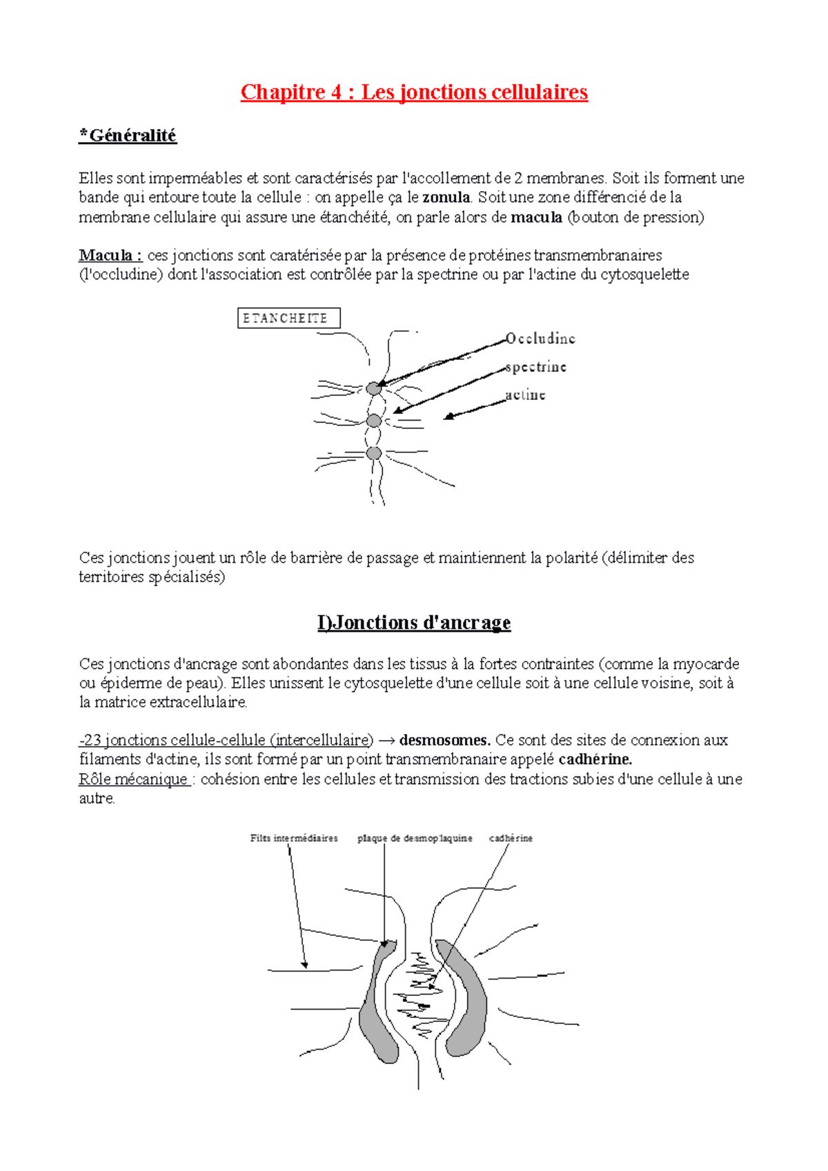 4 ; jonctions cellulaires - Chapitre 4 : Les jonctions cellulaires ...