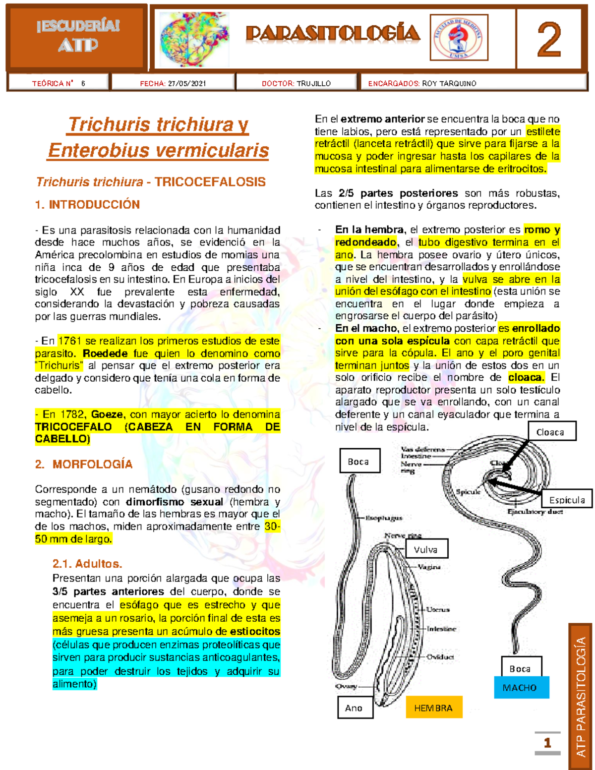 P.2.6.A. Trichuris Trichiura - Enterobius Vermicularis - TEÓRICA N° 6 ...