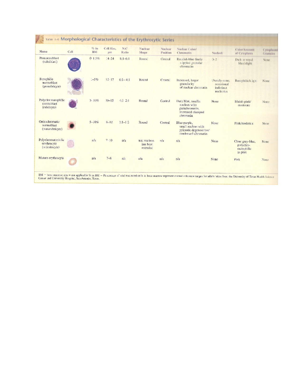 Red and white cell morph - BIOL 400 - CSUSB - Studocu