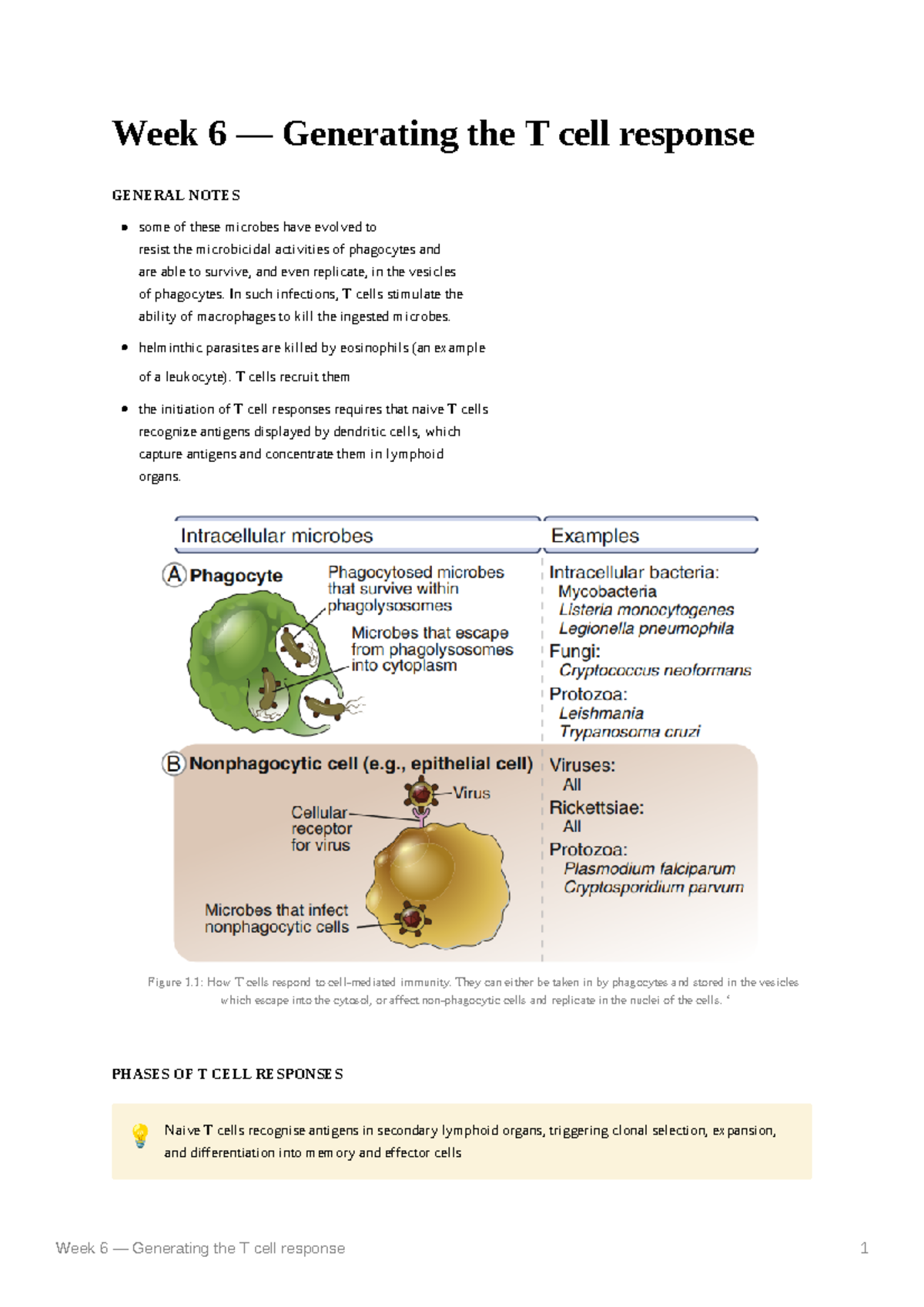 Week 6 Generating the T cell response - Week 6 — Generating the T cell ...