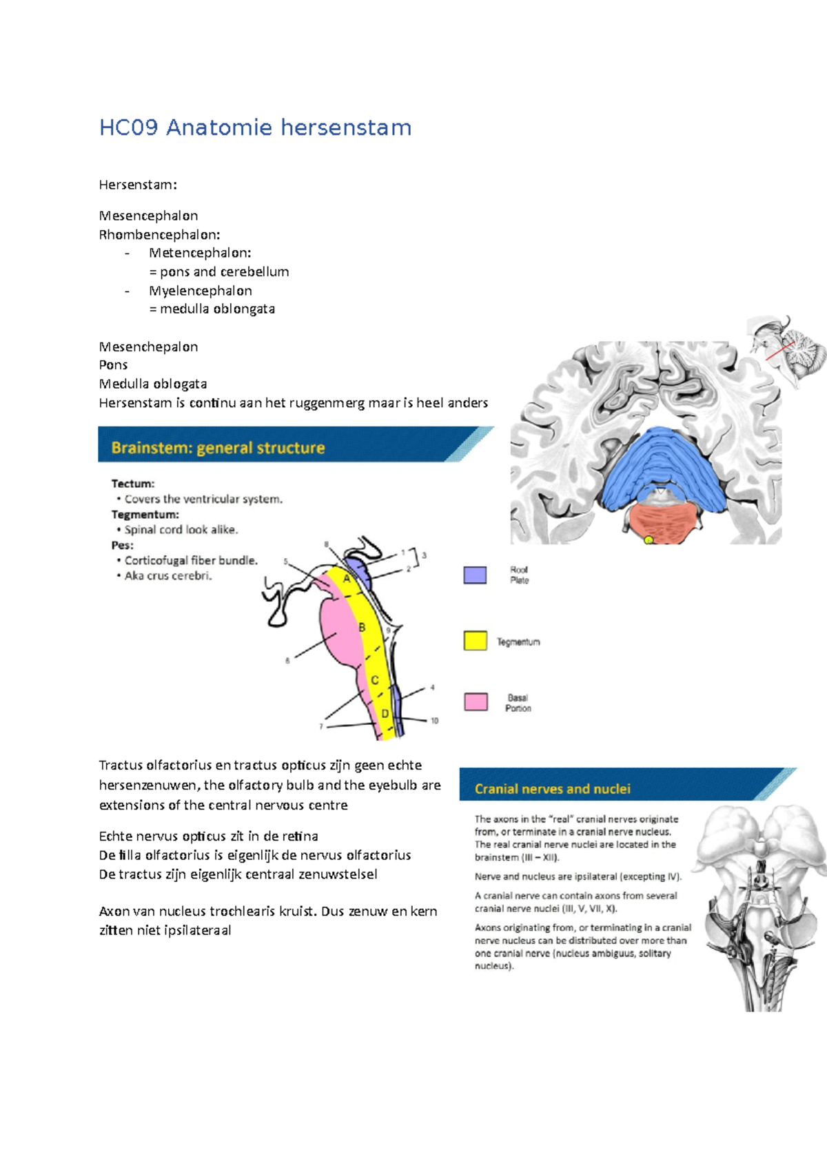 HC09 Anatomie hersenstam - HC09 Anatomie hersenstam Hersenstam ...