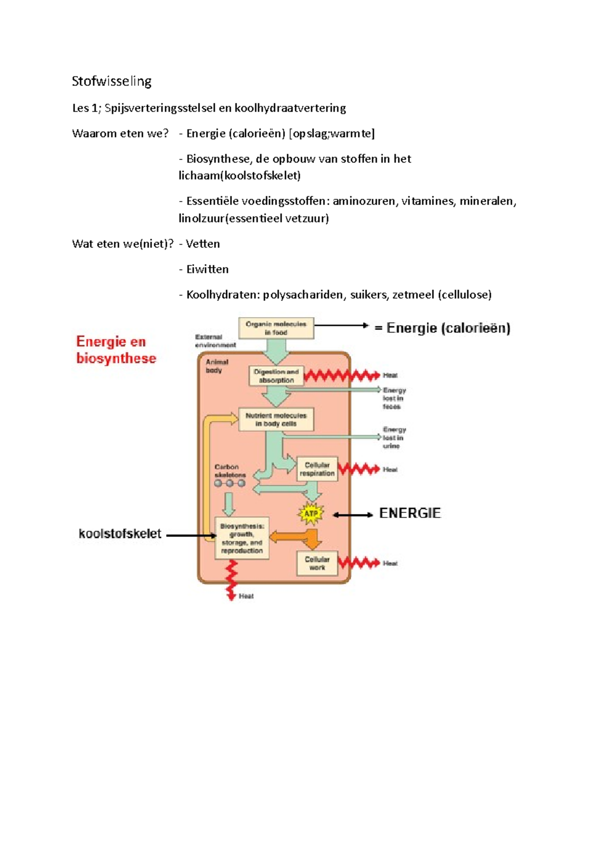 Les 1 tot en met 6 - Stofwisseling Les 1; Spijsverteringsstelsel en ...