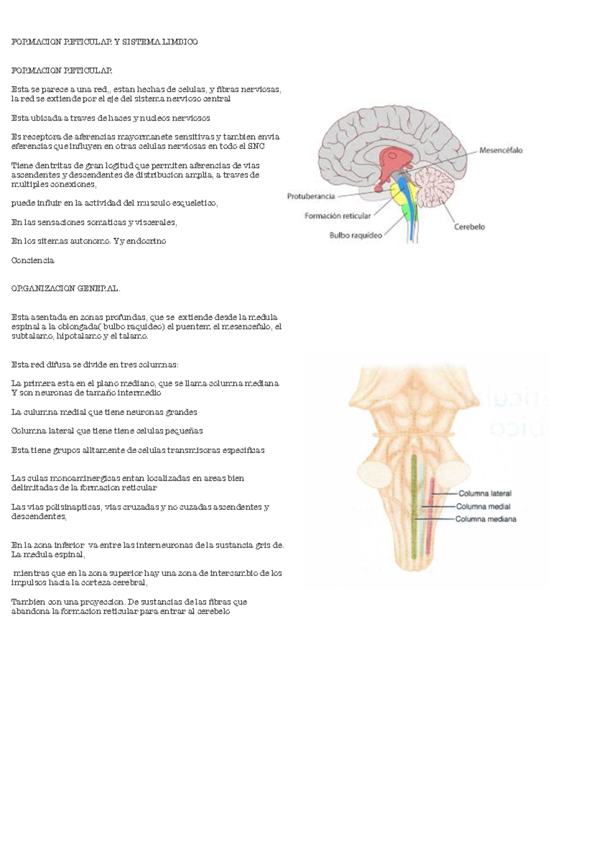 Neuroanatomia estudi 0 2 - FORMACION RETICULAR Y SISTEMA LIMBICO ...