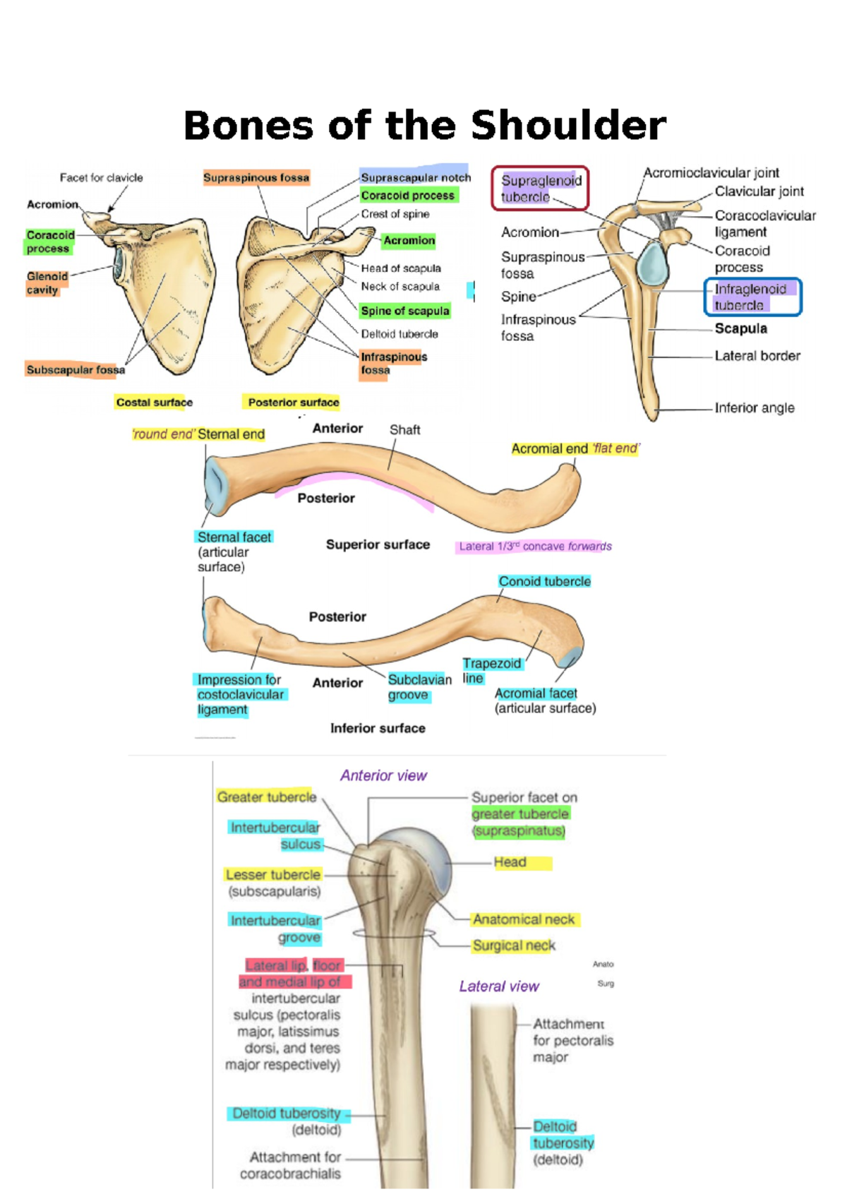 Anatomy of upper limb - Bones of the Shoulder Joints of shoulder ...