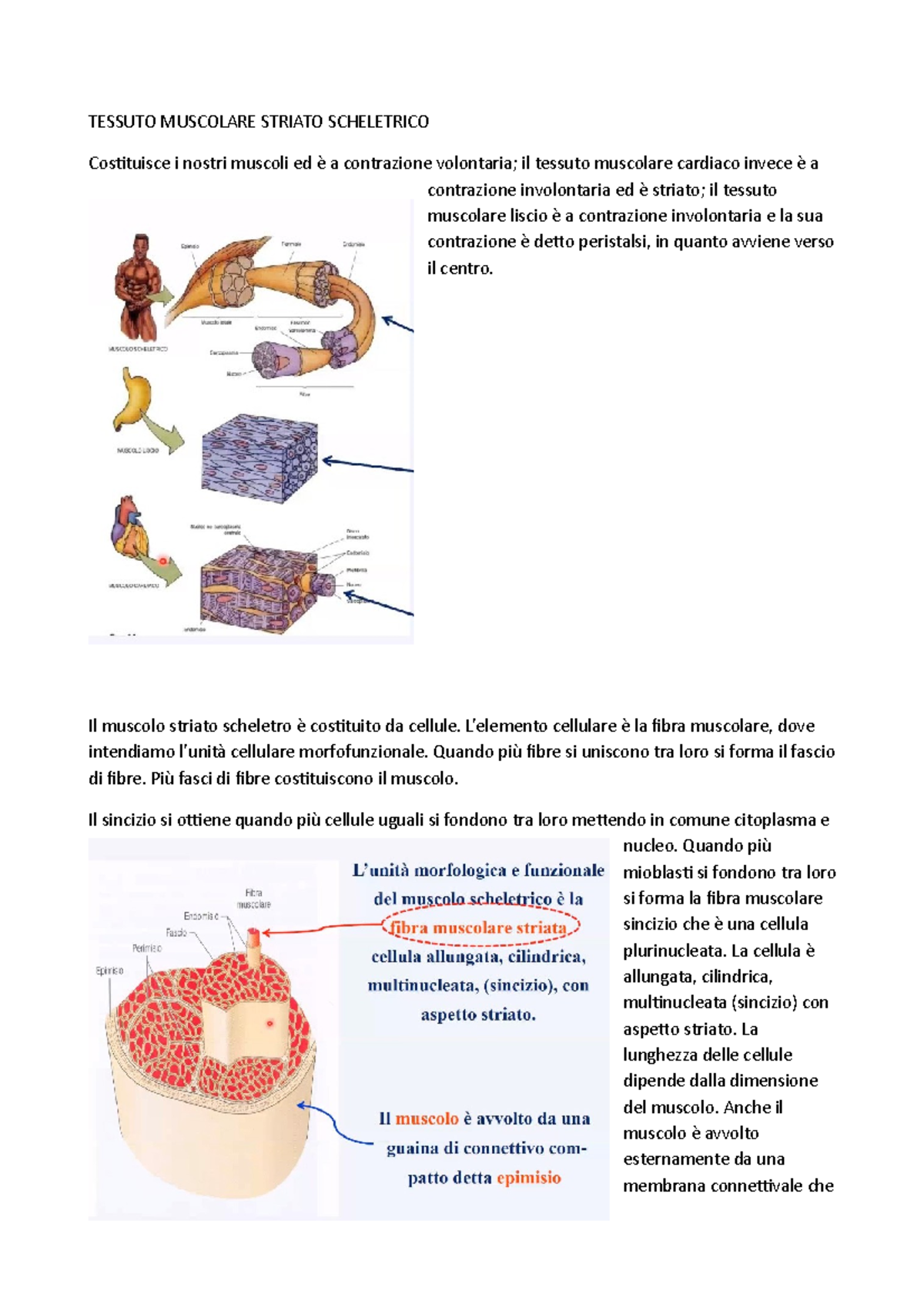 Tessuto Muscolare Striato Scheletrico - TESSUTO MUSCOLARE STRIATO ...