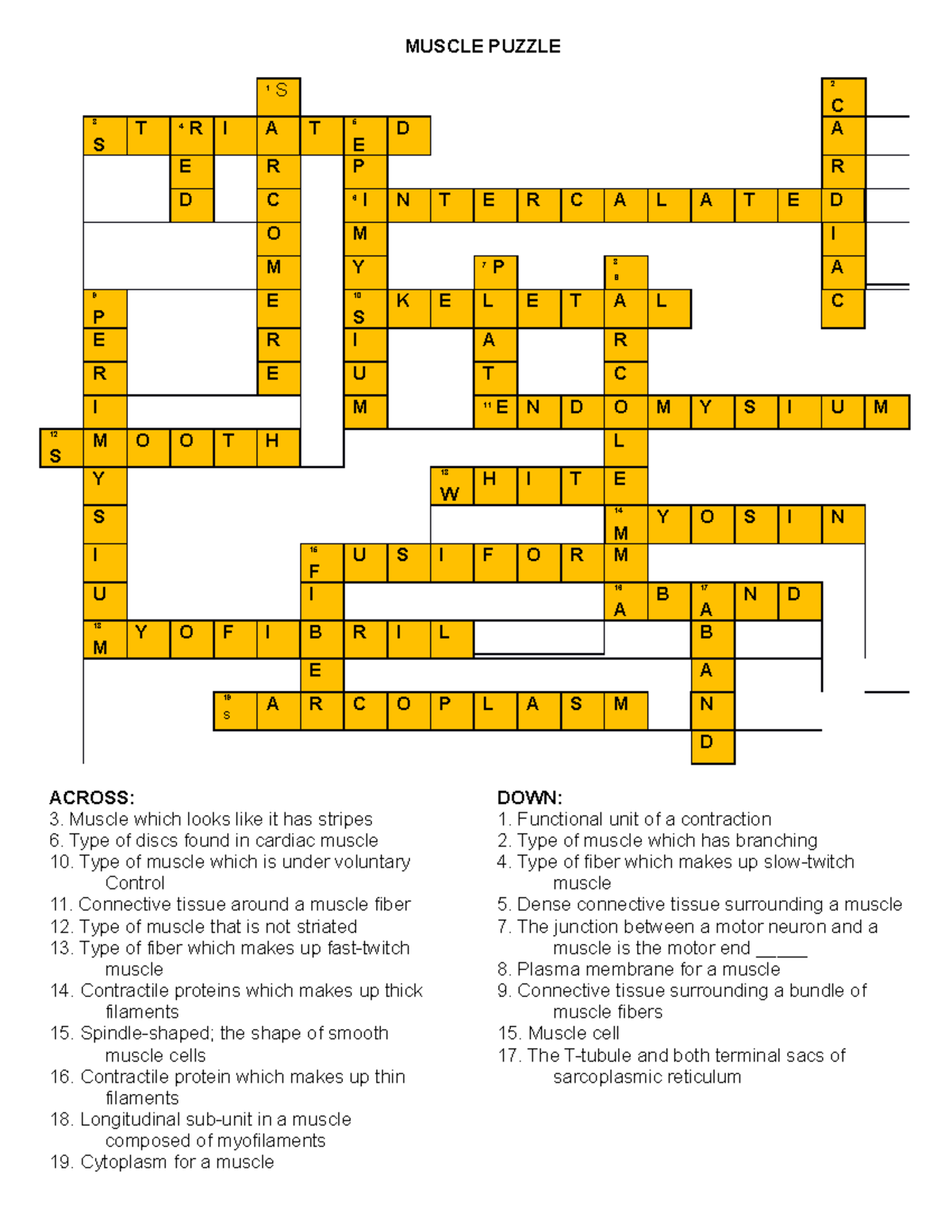 Muscle Lecture AssignmentEdgjkoqmslow - MUSCLE PUZZLE 1 S 2 C 3 S T 4 R ...