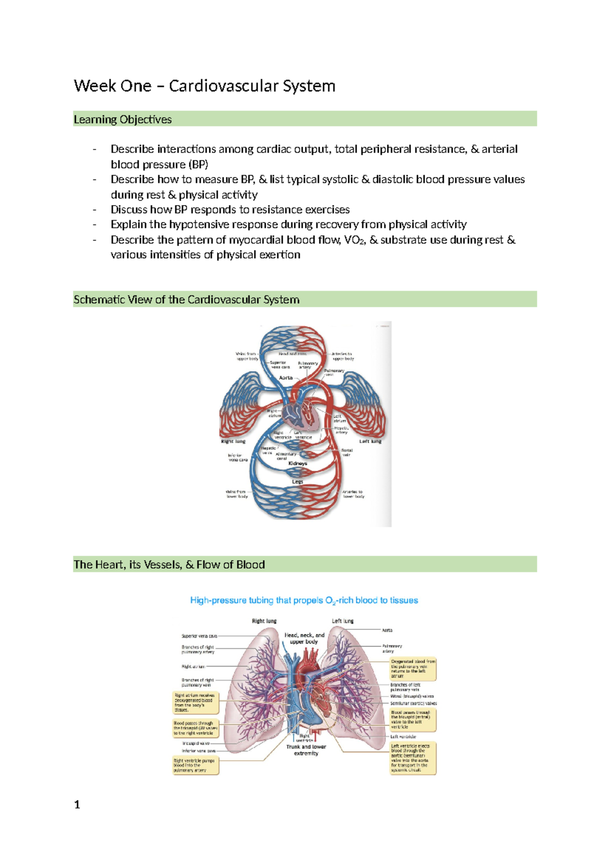 Exercise Physiology Weeks 1-7 - Week One – Cardiovascular System ...