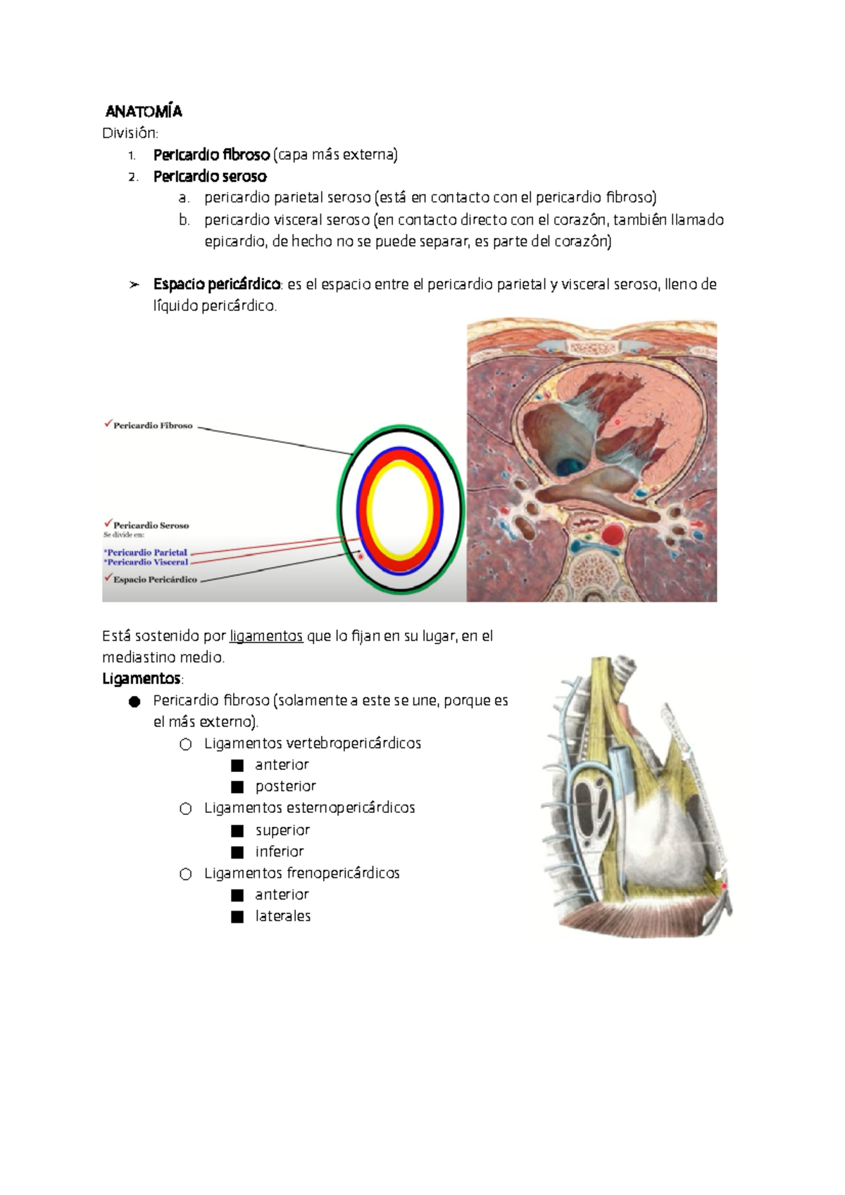 Traumatismo Cardiaco - Tutorials - ANATOMÍA División: 1. Pericardio ...