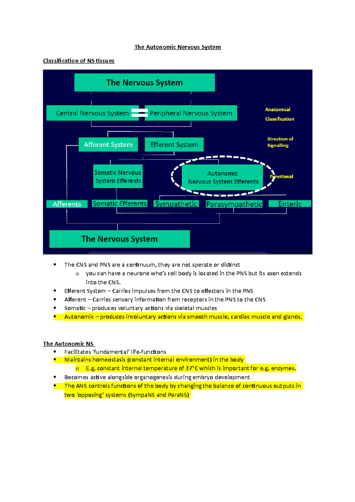 L12 ANS - Lecture notes 12 - The Autonomic Nervous System ...