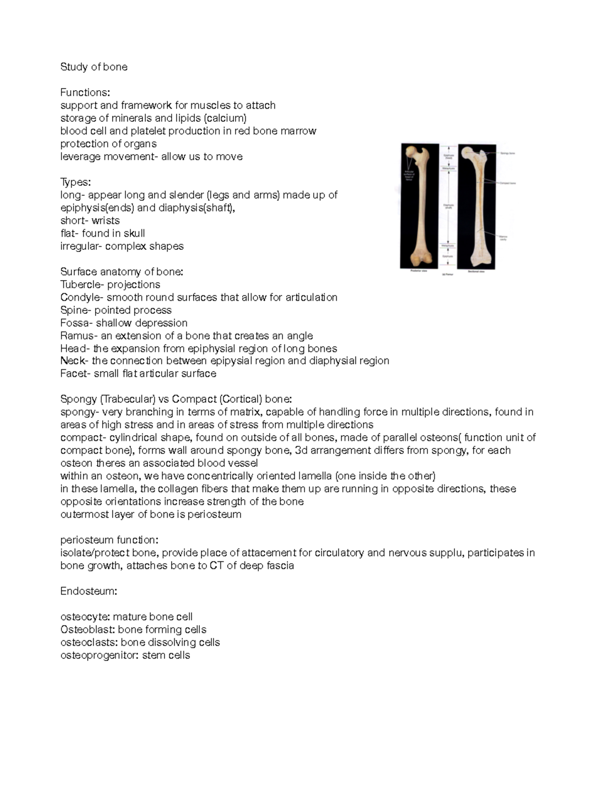 Osteology - Prof. Burnet - Study of bone Functions: support and ...