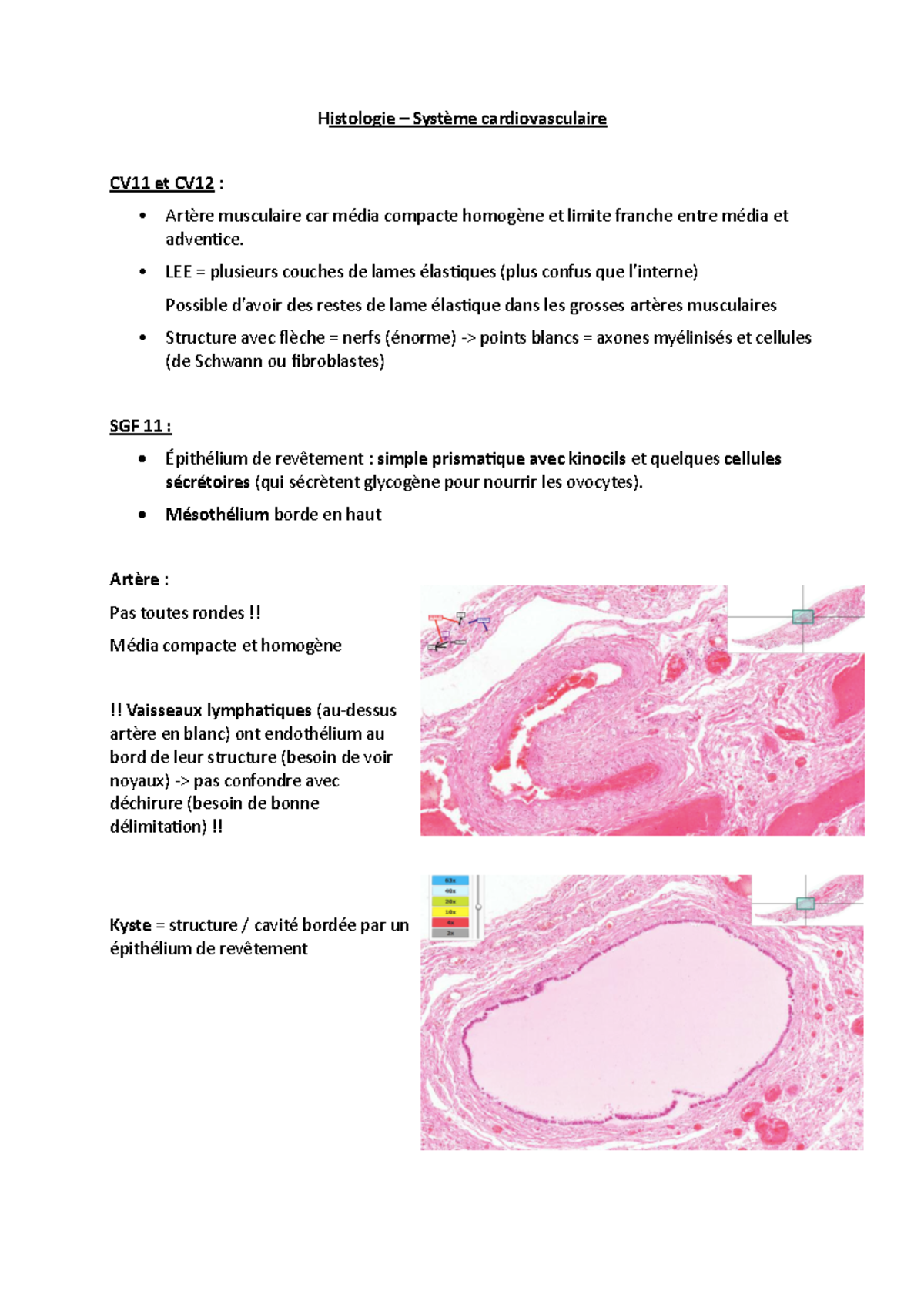 Syst circul histo - Warning: TT: undefined function: 32 Histologie – Système cardiovasculaire ...