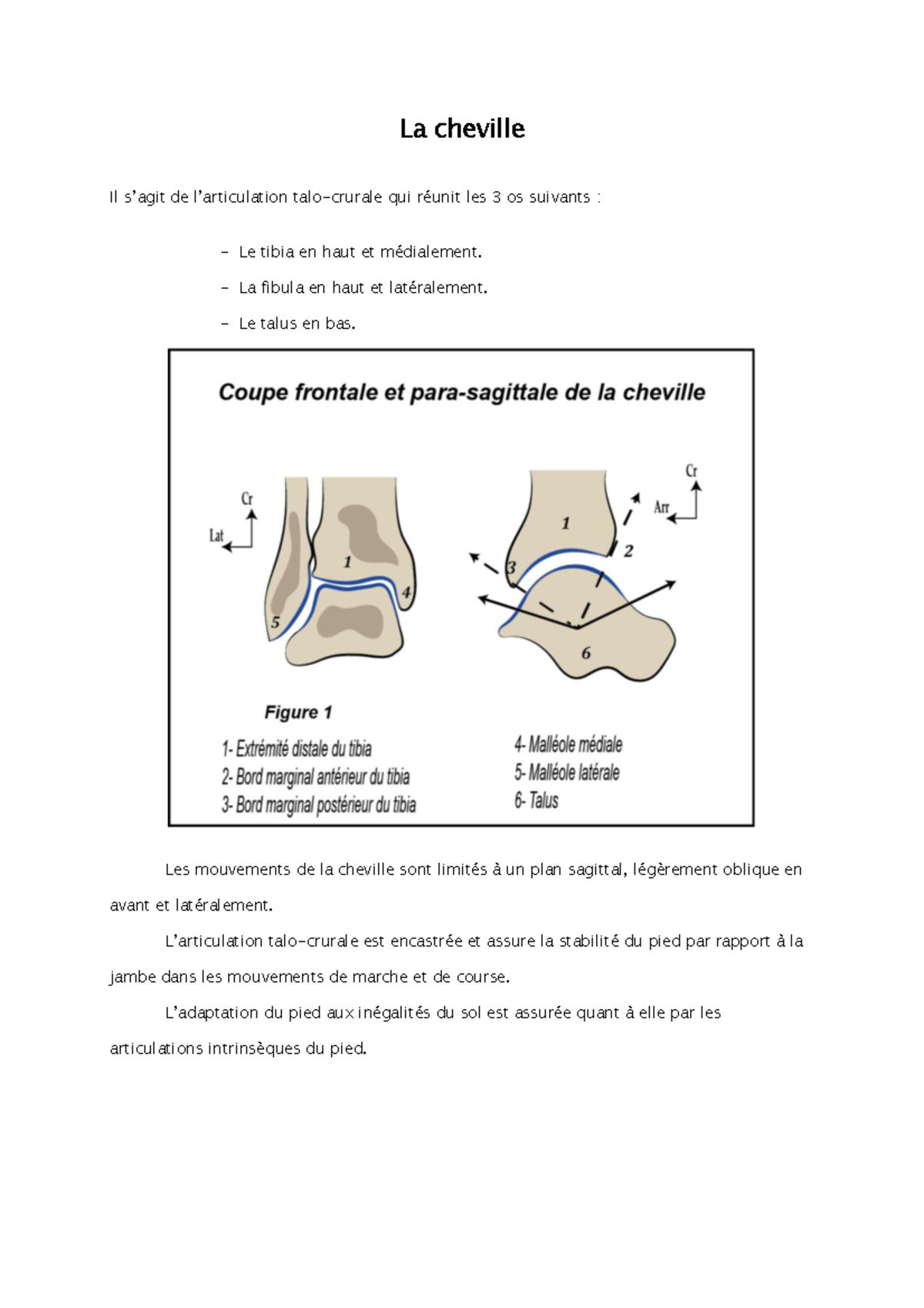 Anatomie de La cheville partie 2 - La cheville Il s’agit de l’articulation talo-crurale qui ...