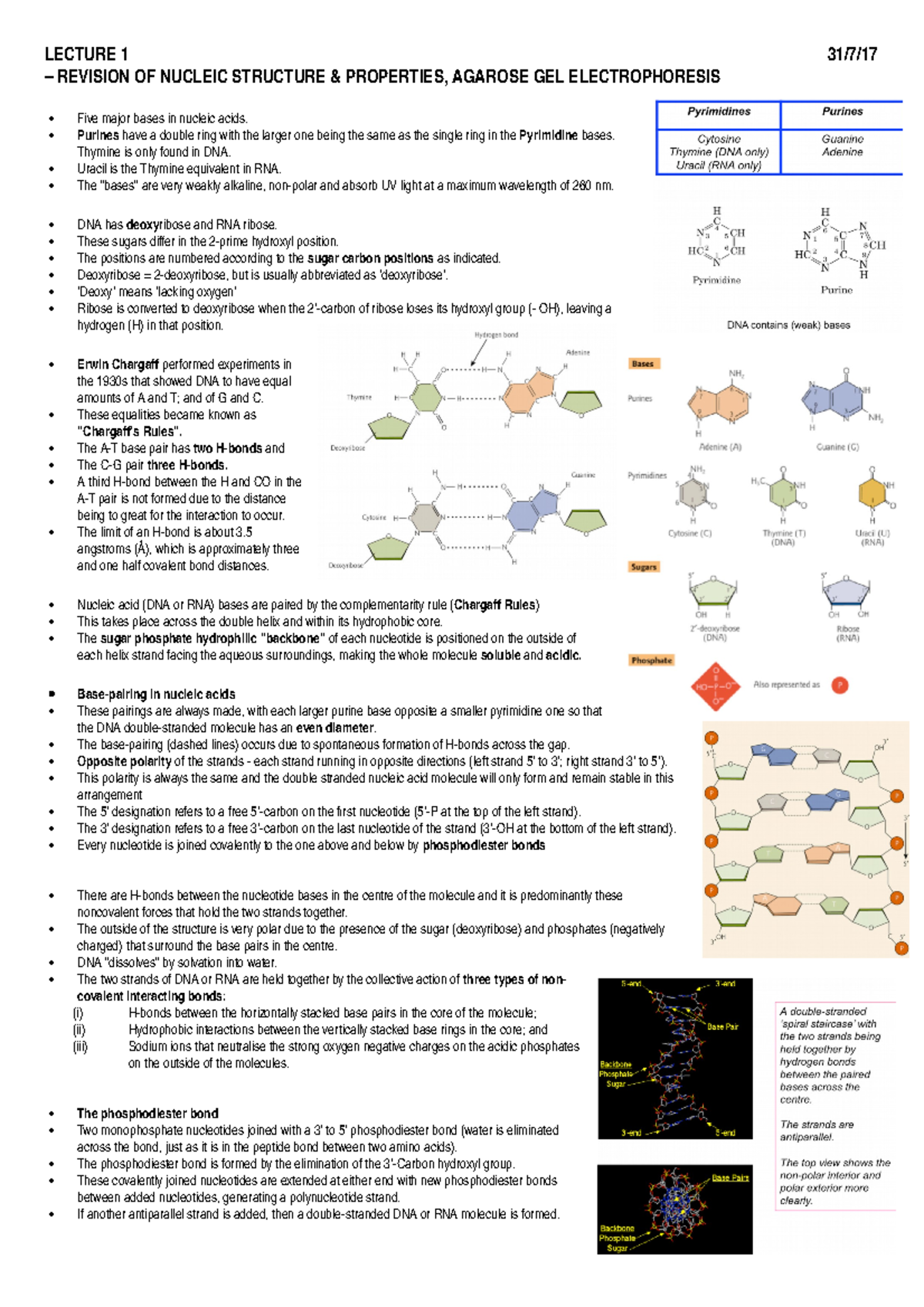 Lecture 1 MB1 - LECTURE 1 – REVISION OF NUCLEIC STRUCTURE & PROPERTIES, AGAROSE GEL - Studocu