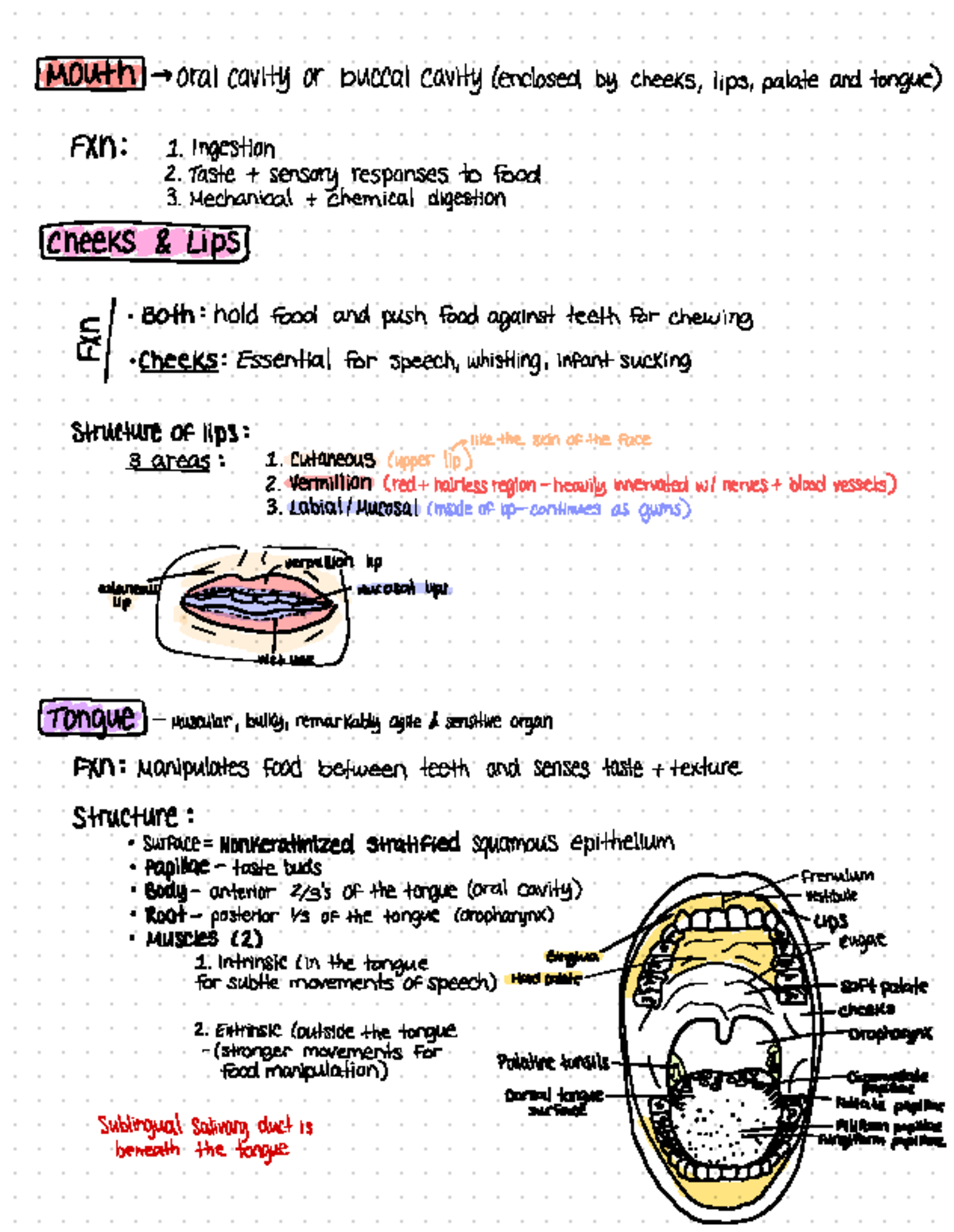 Digestive system part 2 - > oral cavity or buccal cavity (enclosed by ...