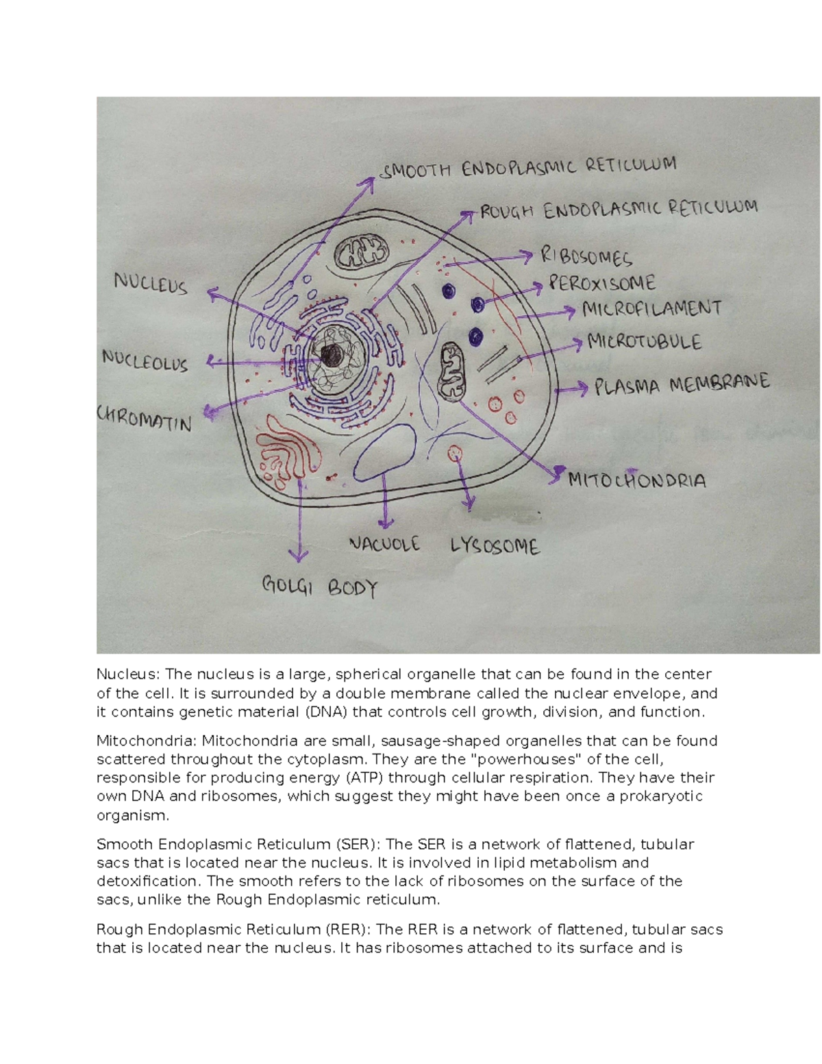 Module 2Cellcreationjlp - Nucleus: The nucleus is a large, spherical ...