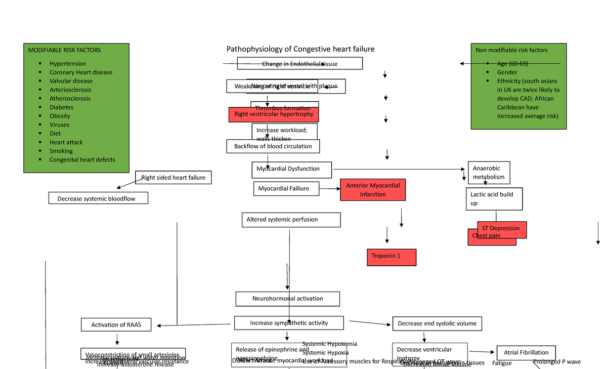 405106032 Pathophysiology of Congestive heart failure docx - MODIFIABLE ...