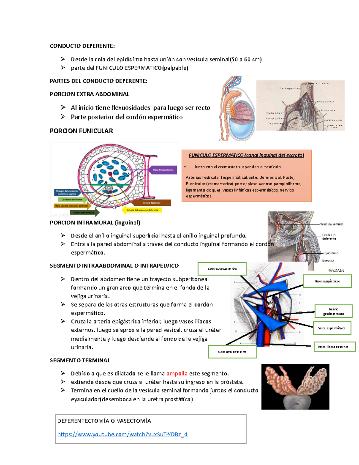 Conducto Deferente ANATOMÍA HUMANA II sistema reproductor masculino ...