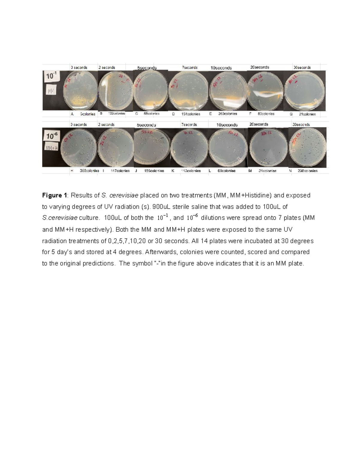BIOL 207 Mutagenisis-1 - Figure 1 : Results of S. cerevisiae placed on ...