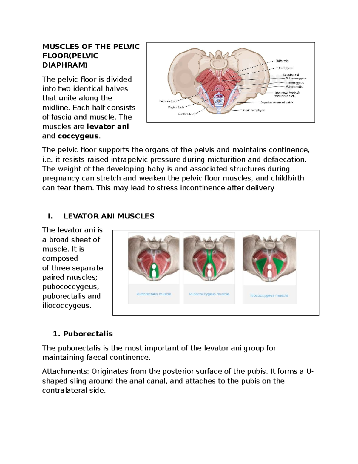 Pelvic floor muscles - Anatomy - MUSCLES OF THE PELVIC FLOOR(PELVIC ...