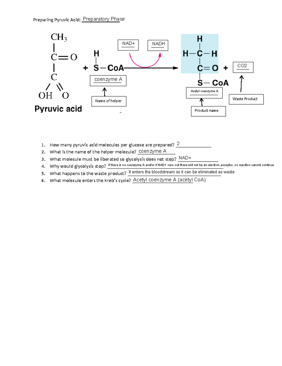 Preparatory Phase cell respiration - Preparing Pyruvic Acid ...