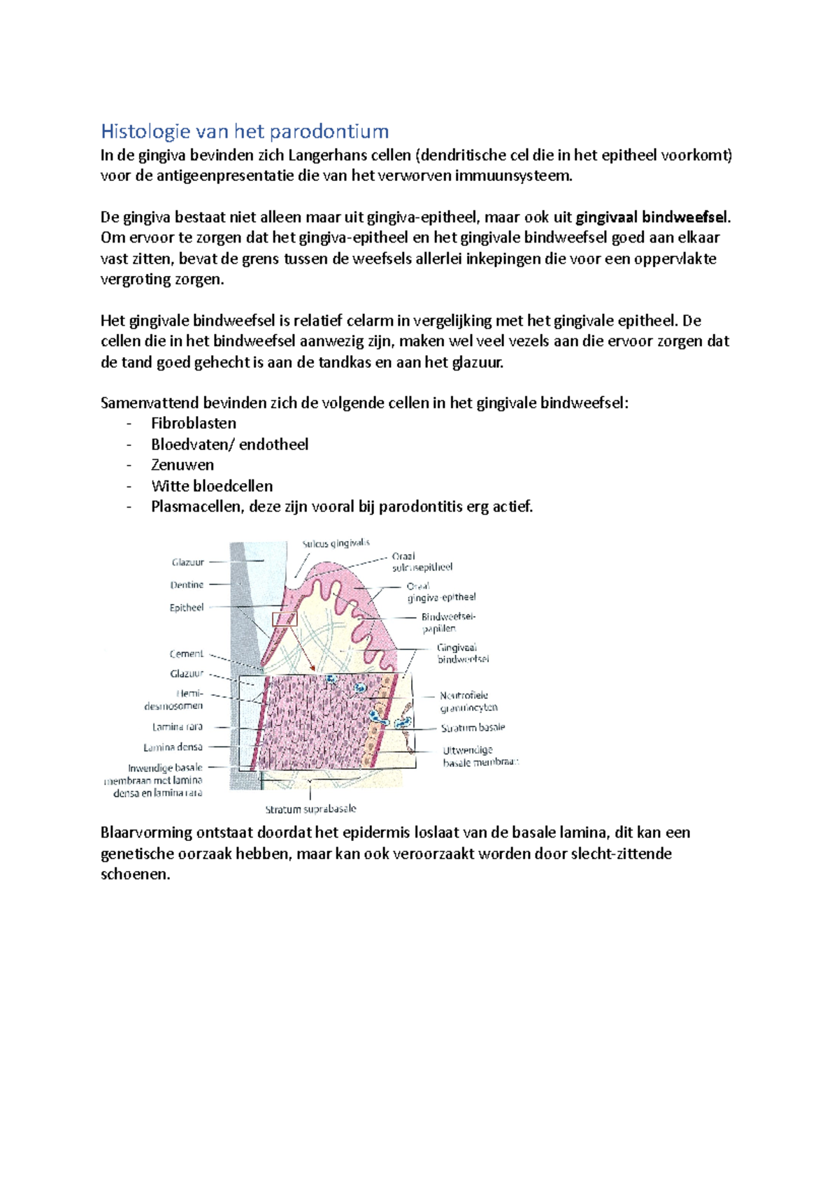 Histologie van het parodontium - De gingiva bestaat niet alleen maar ...