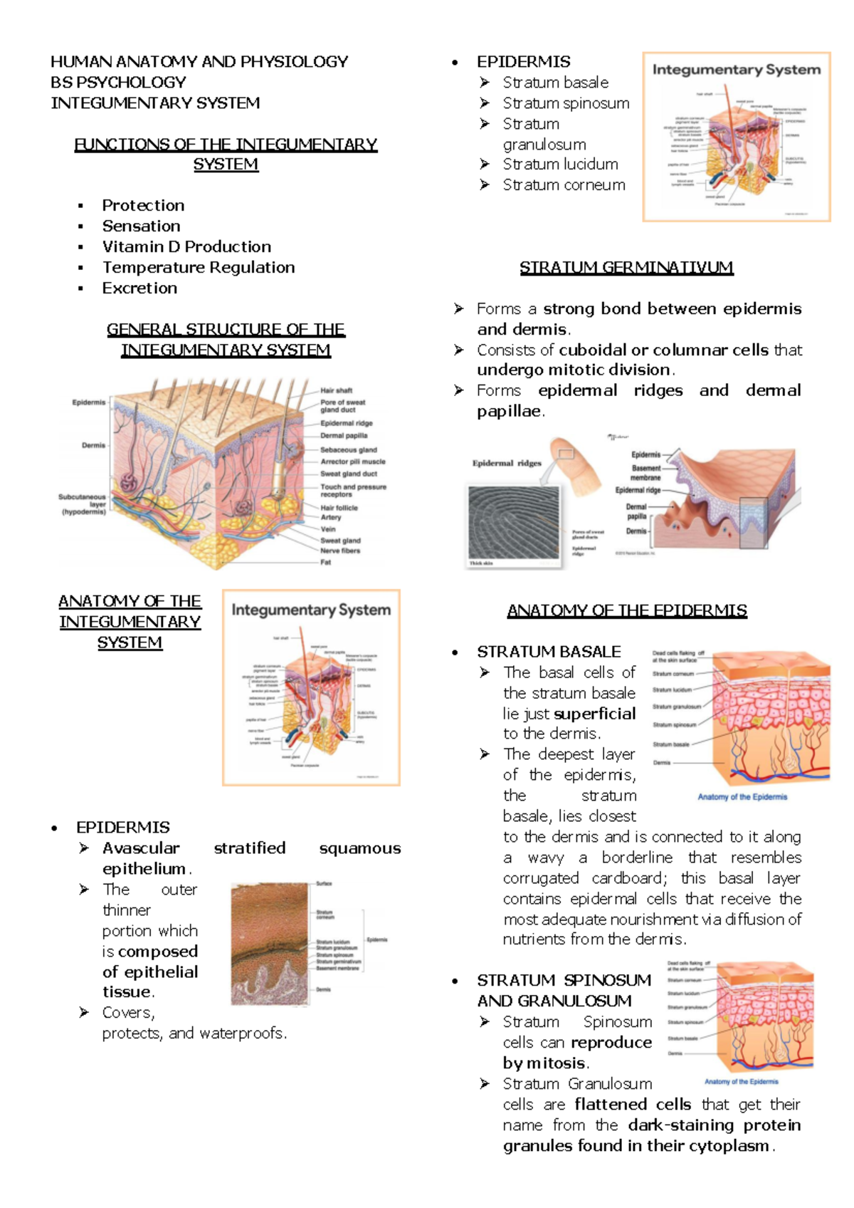 Integumentary System - HUMAN ANATOMY AND PHYSIOLOGY BS PSYCHOLOGY ...