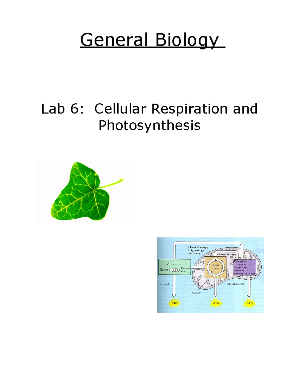 Lab 6 - Cellular Respiration and Photosynthesis (2) - General Biology ...