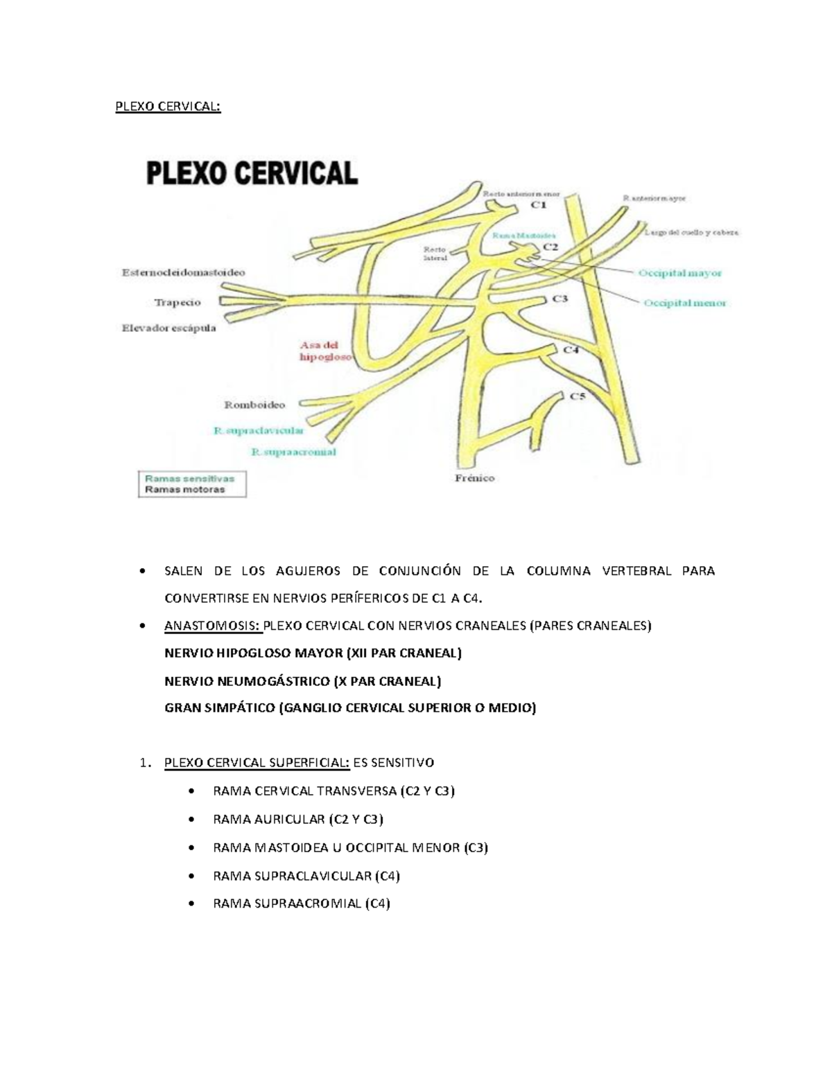 Plexo Cervical Y Plexo Braquial - PLEXO CERVICAL: • SALEN DE LOS AGUJEROS DE CONJUNCI”N DE LA ...