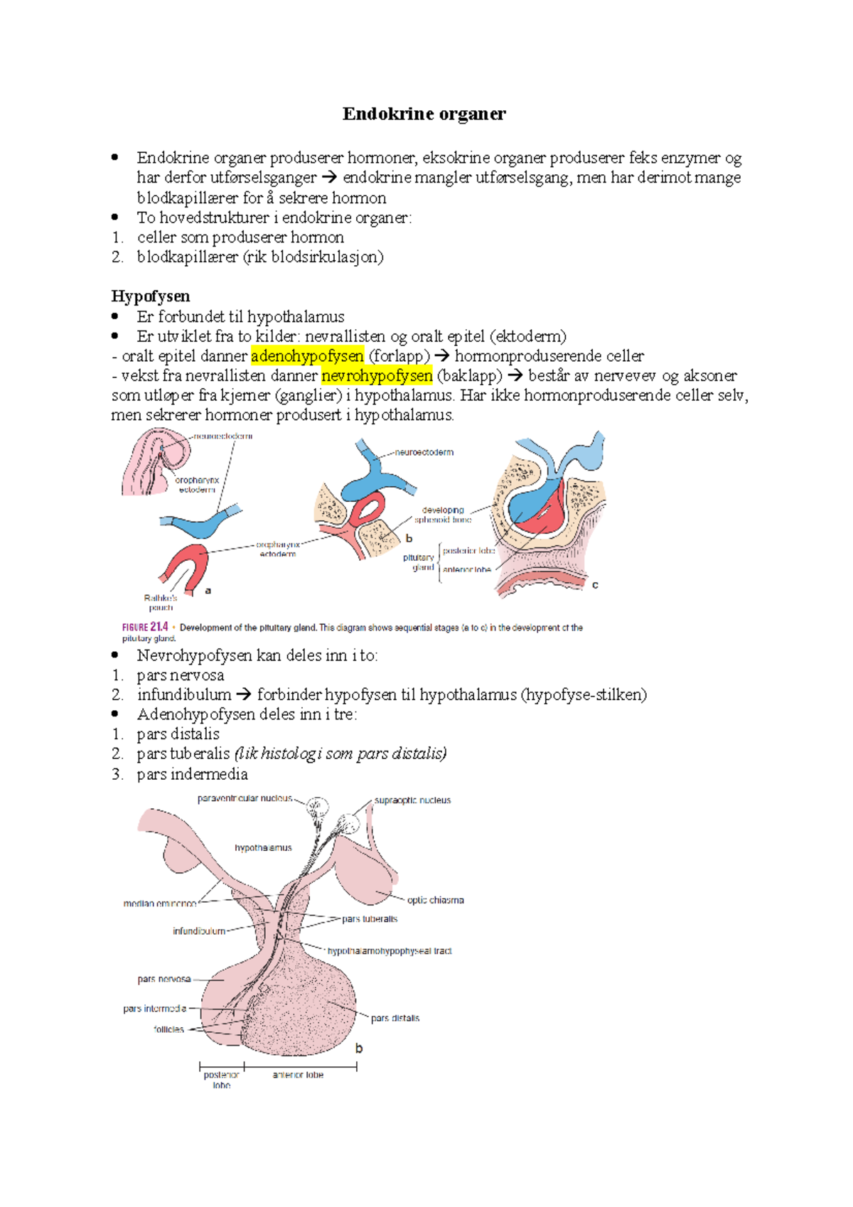 Endokrine organer - fra forelesning om fysiologi - Endokrine organer ...