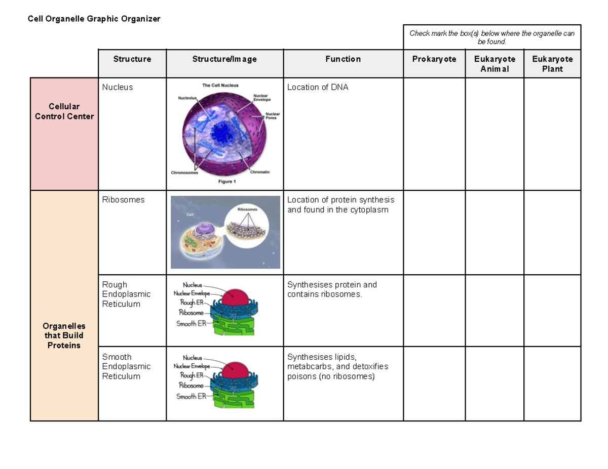 Cell Organelle Graphic Organizer - Structure Function Prokaryote Eukaryote Eukaryote Animal ...
