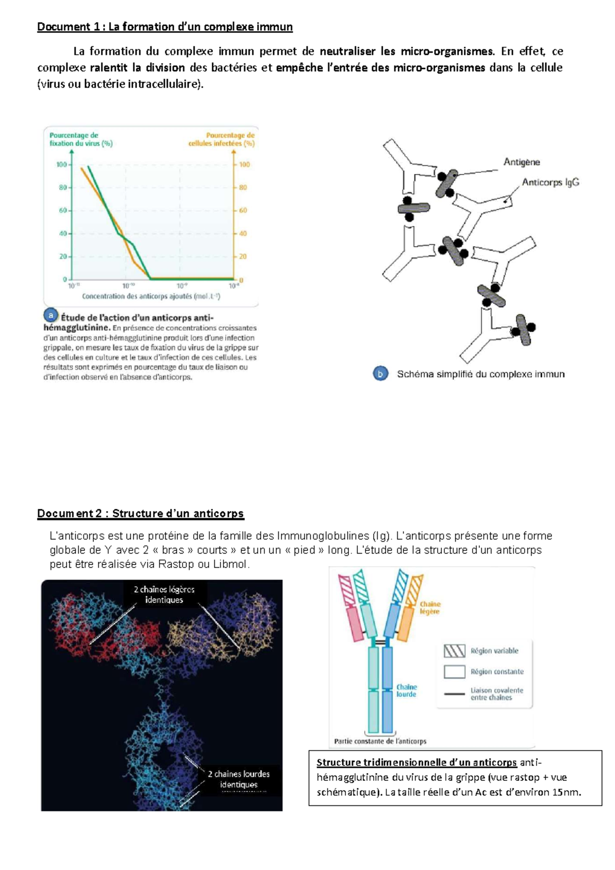 TP 28 documents sur les anticorps - Document 1 : La formation d’un ...