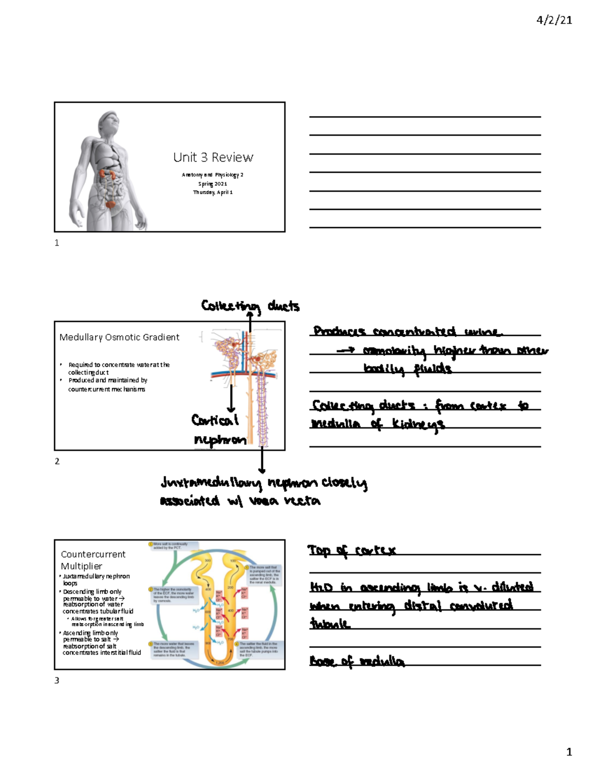 Unit 3 Review - Integrated Anatomy And Physiology 2219 with Prof ...