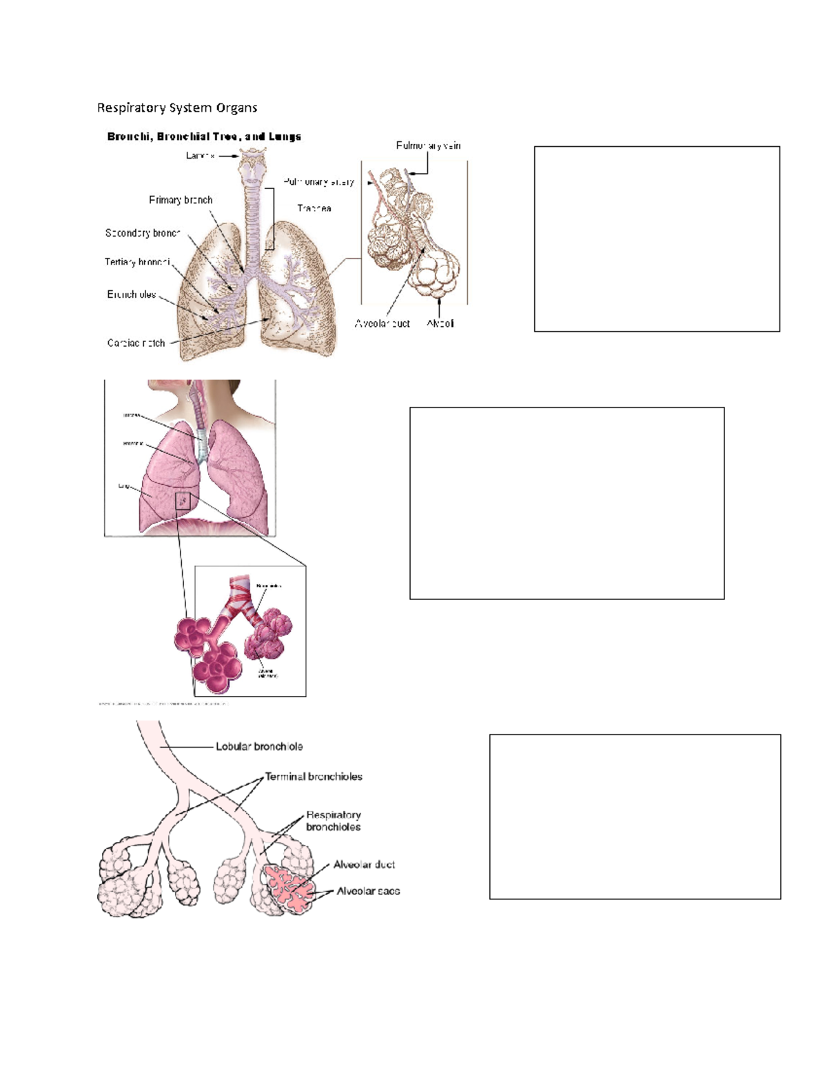Respiratory System Organs Labeled based on Binder - BIO 101 ...
