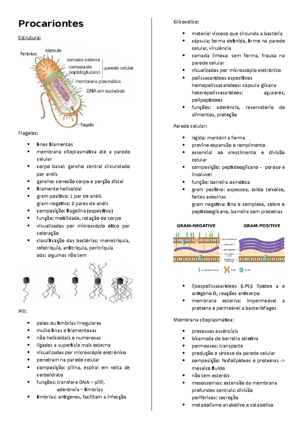 Procariontes - Procariontes Estrutura: Flagelos: finos filamentos ...