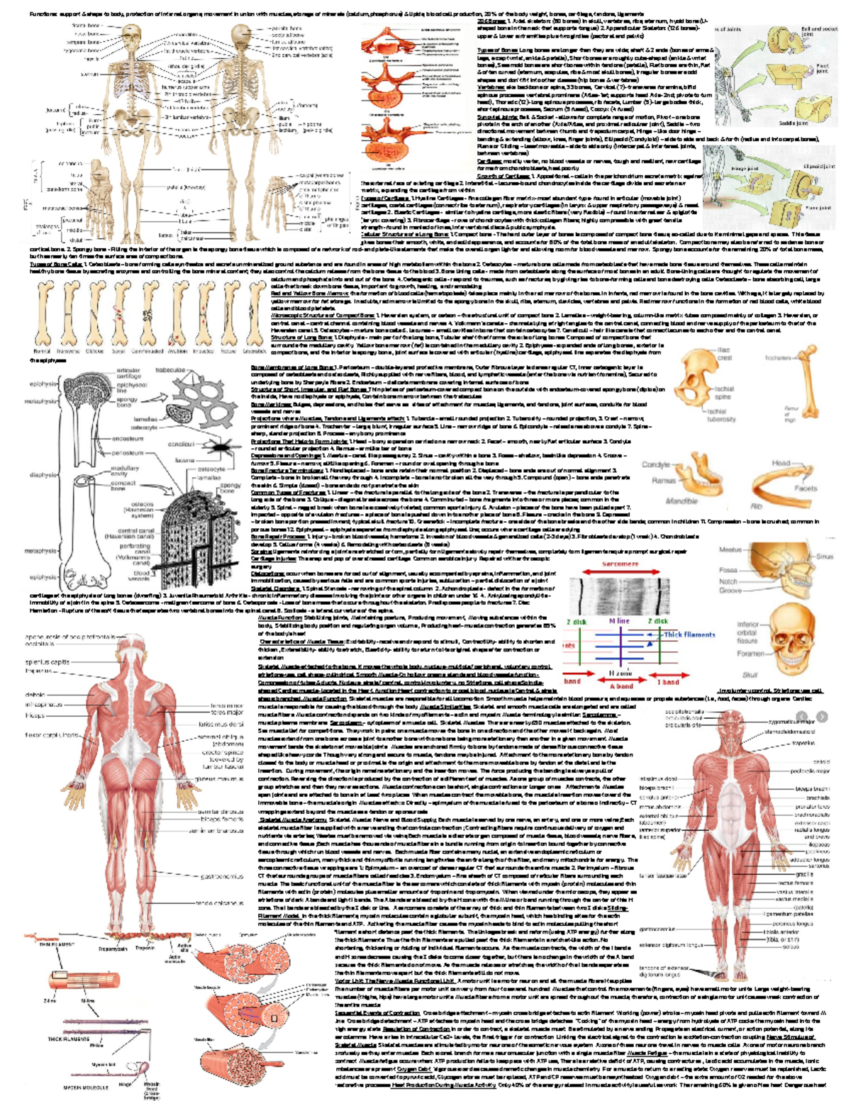 Anatomy and Physiology Cheat Sheet - Functions: support & shape to body ...