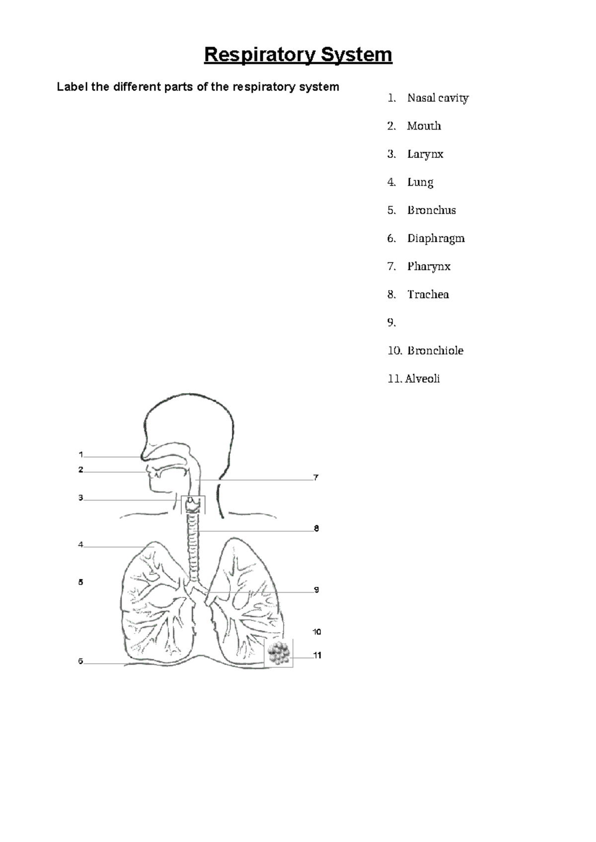 Respiratory system - HUBS1401 - Respiratory System Label the different ...