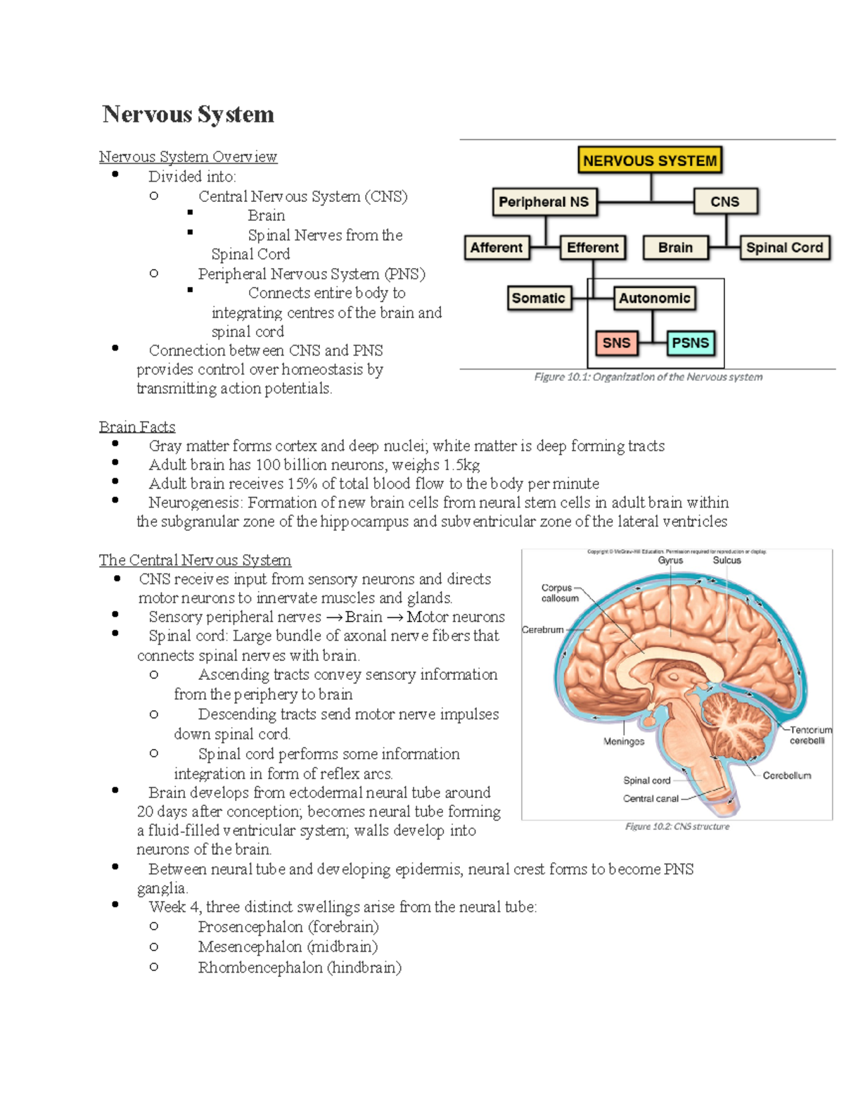 W10 - Nervous system, CNS and PNS, brain and spinal cord - Nervous ...