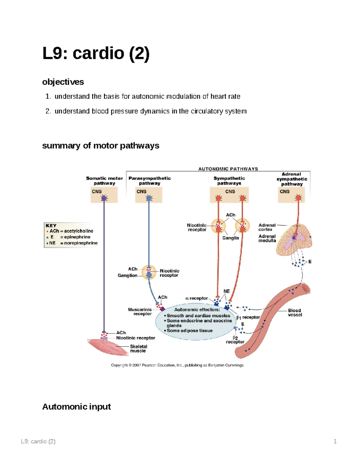 L9 cardio - motor pathways, autonomic input, heart rate control, ECG ...