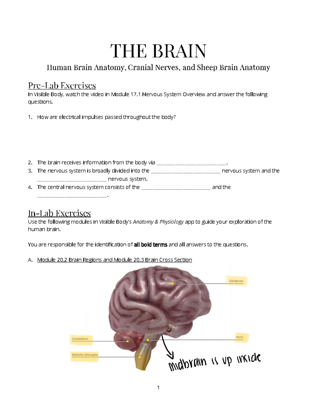 EXSC BIOL 265 The Brain - In Visible Body, watch the video in Module 17 ...