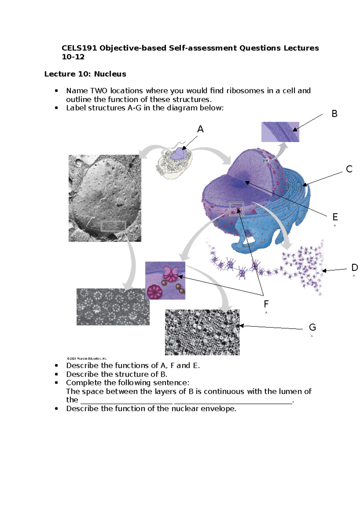 CELS191 Objective-based questions Lecture 10 - CELS191 Objective-based Self-assessment Questions ...