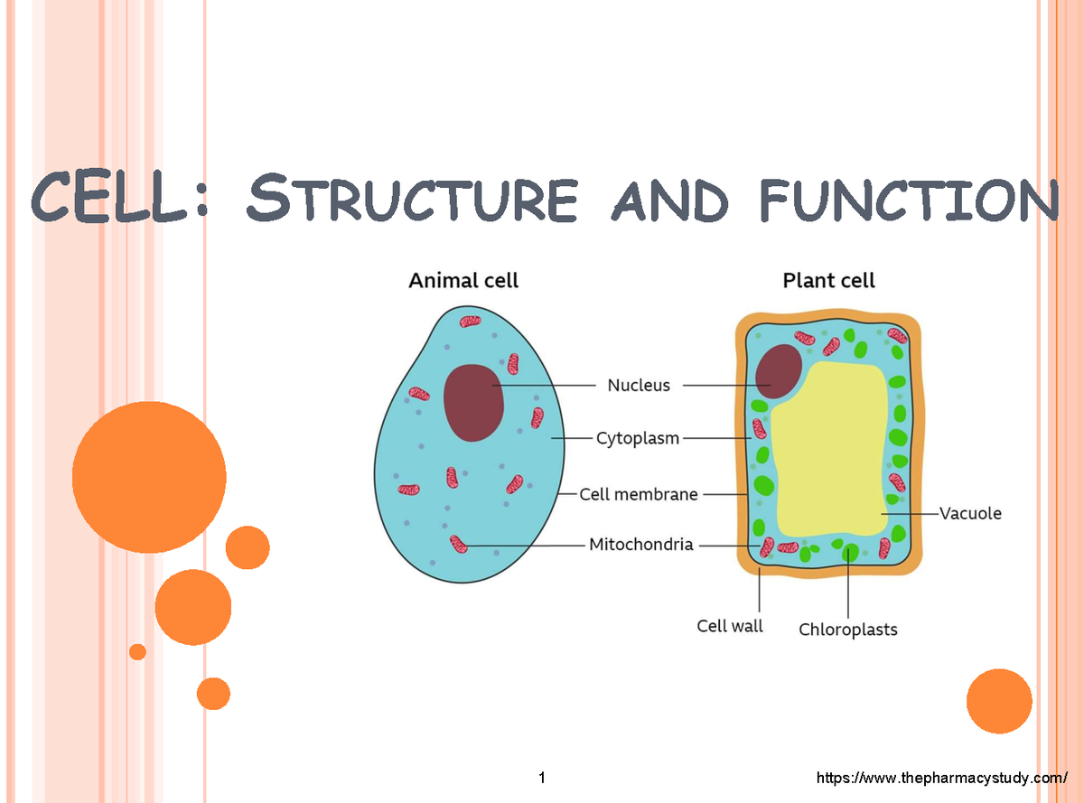Cell-Notes - Its a basic notes - CELL: STRUCTURE AND FUNCTION ...
