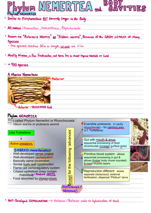 L1 - Phylum Porifera The Sponges - Porifera The SPONGES Taxonomy ...