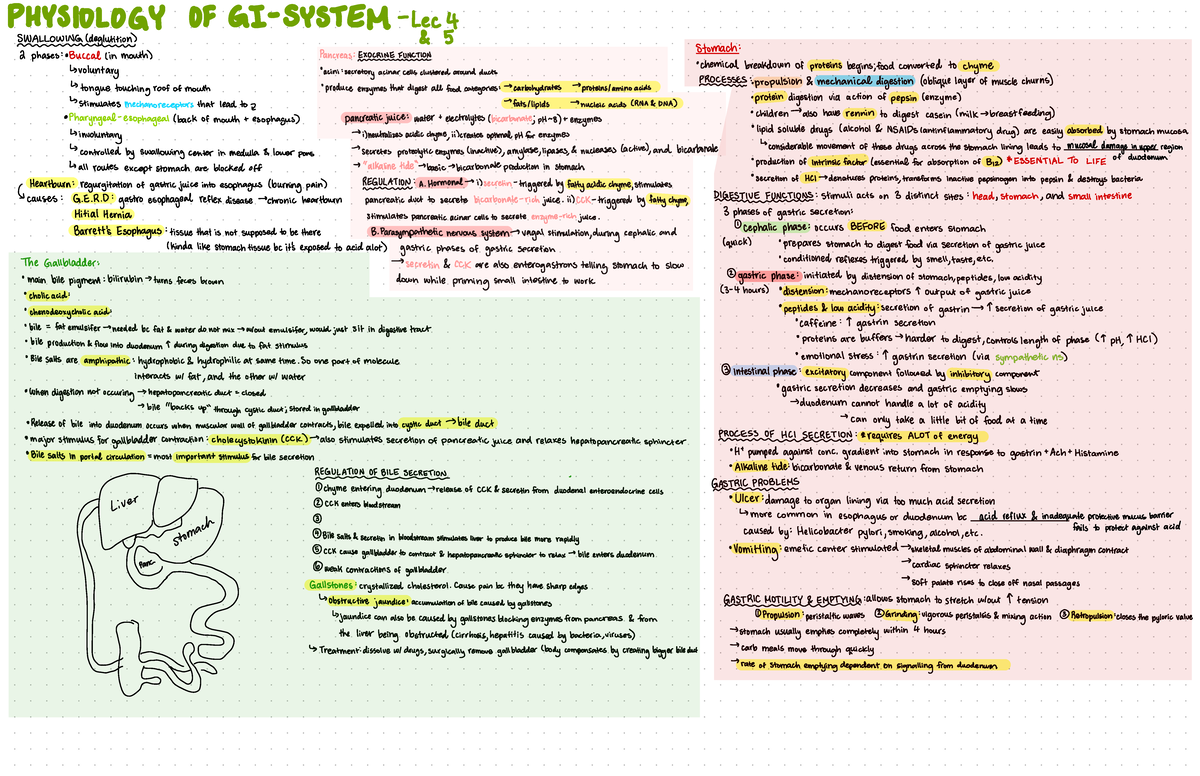 GIPhysiology Summary - Summarized components of GI physiology ...